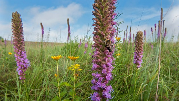 Recovery: Prairie Reprise - Cool Green Science