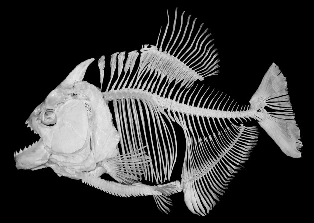 The Skeleton Revealed: Vertebrates As You’ve Never Seen Them Before ...