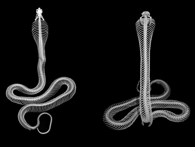 The Skeleton Revealed: Vertebrates As You’ve Never Seen Them Before ...