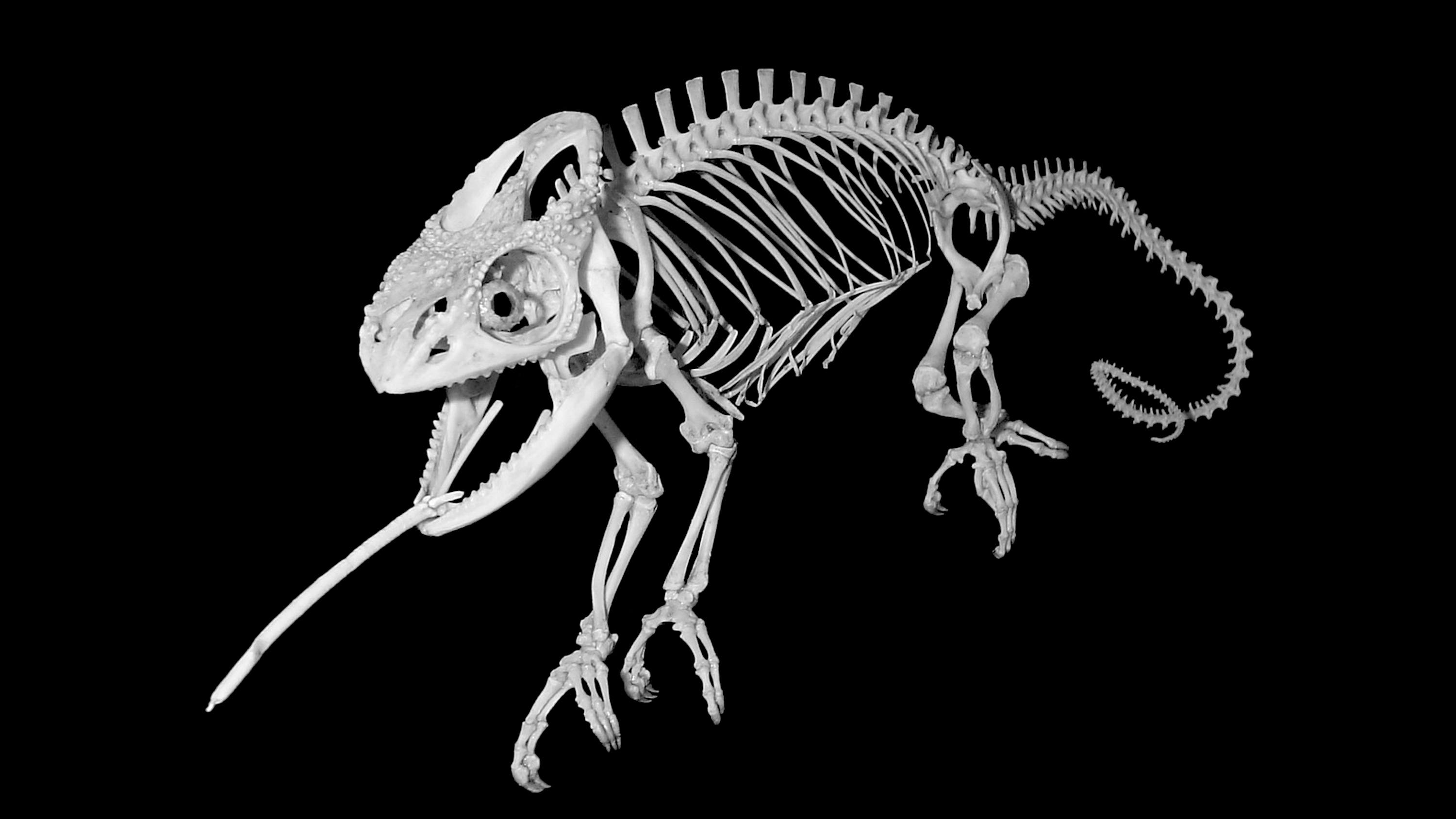 The Skeleton Revealed: Vertebrates As You’ve Never Seen Them Before ...