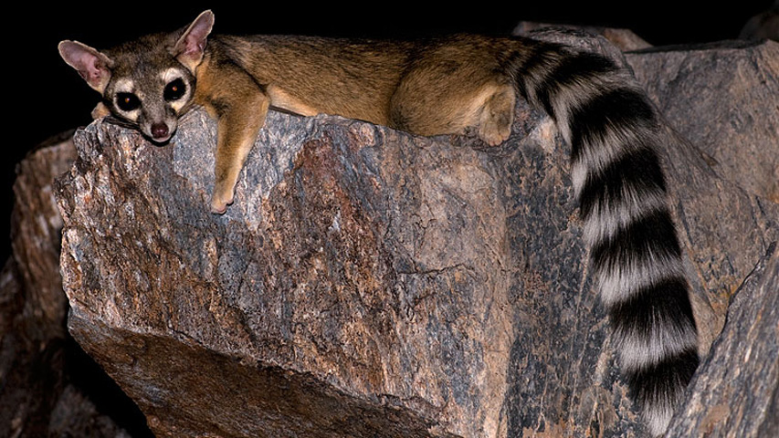 The Cutest US Mammal You’ve Probably Never Seen - Cool Green Science