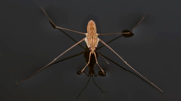 7 Cool Facts About Water Striders - Cool Green Science