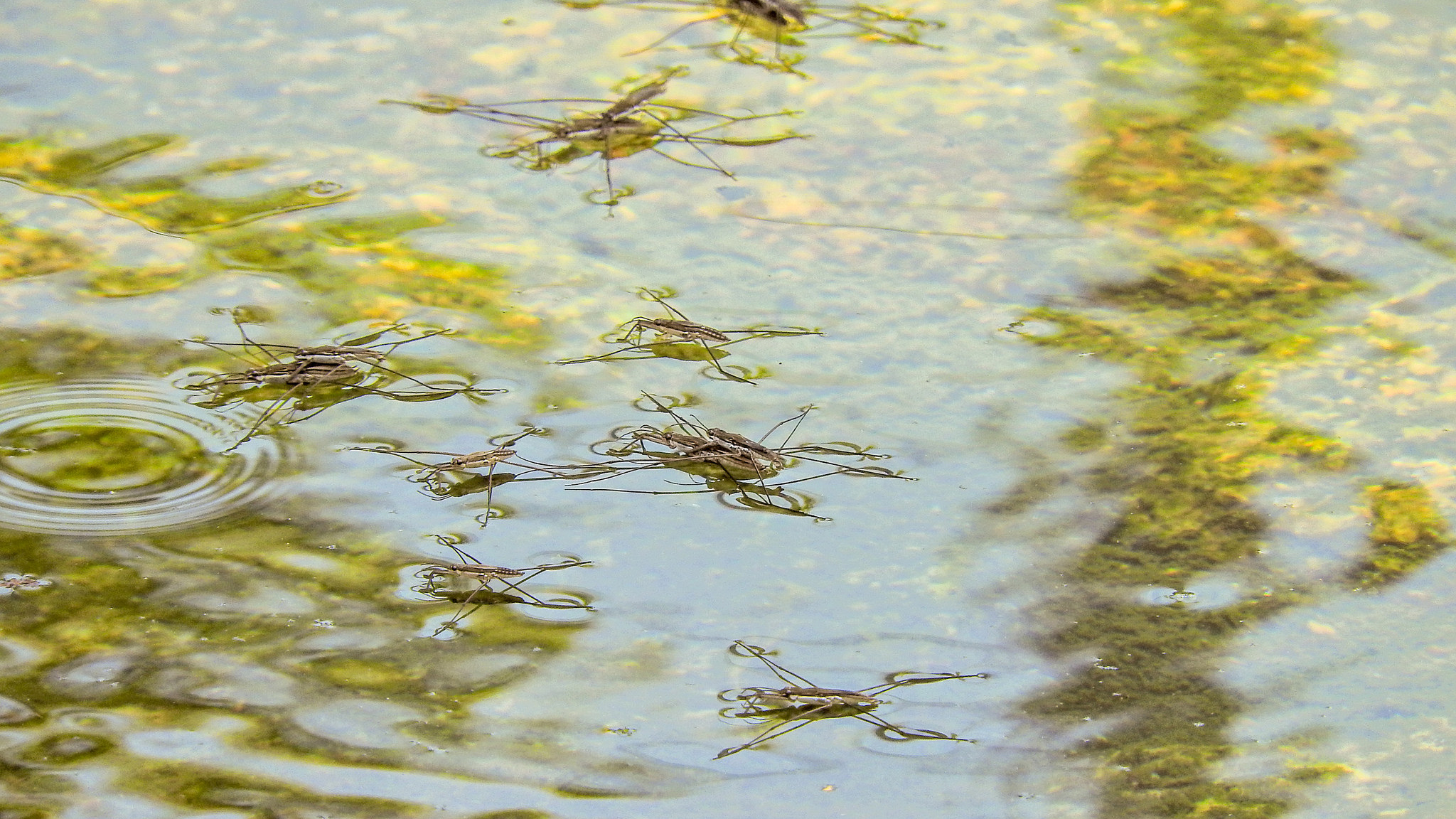 7 Cool Facts About Water Striders - Cool Green Science