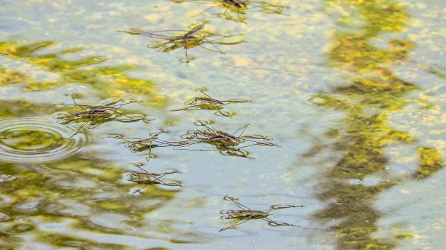 7 Cool Facts About Water Striders - Cool Green Science