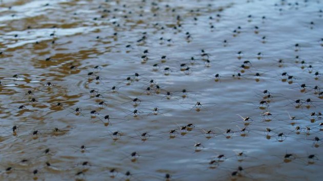 7 Cool Facts About Water Striders - Cool Green Science