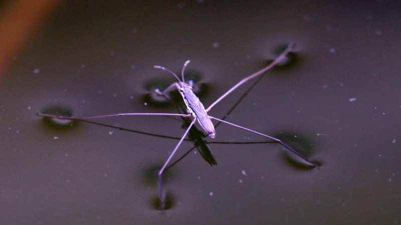 7 Cool Facts About Water Striders - Cool Green Science