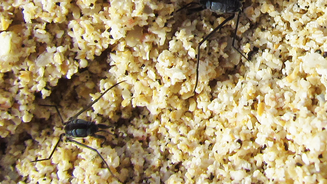 7 Cool Facts About Water Striders - Cool Green Science