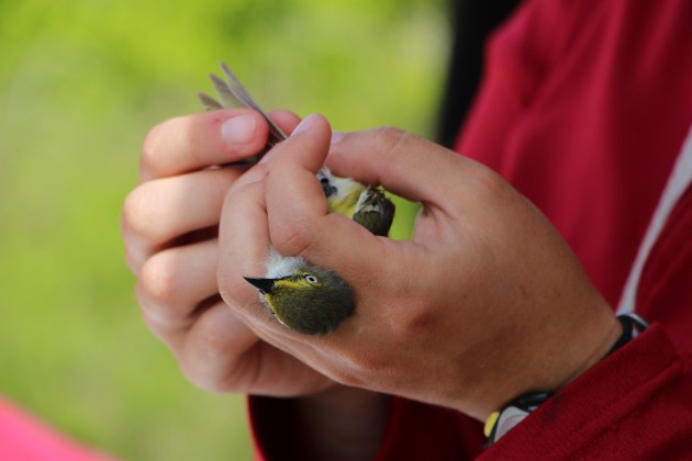 Migration — The Black Box of Neotropical Bird Conservation