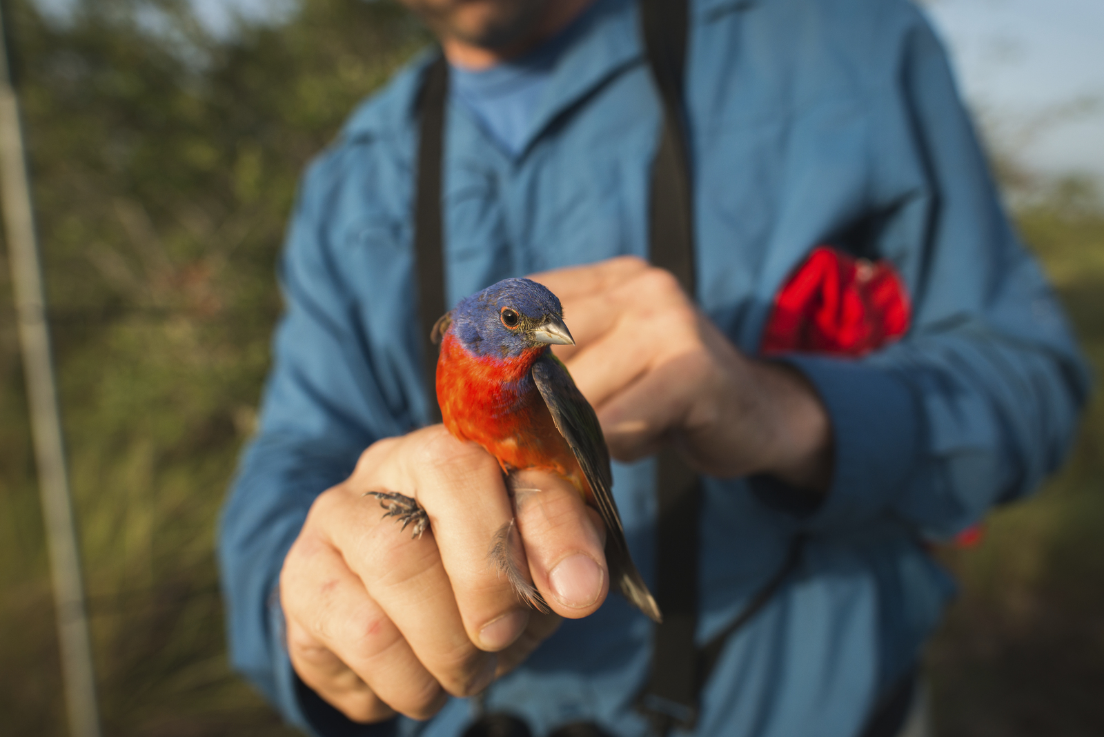 Migration — The Black Box of Neotropical Bird Conservation