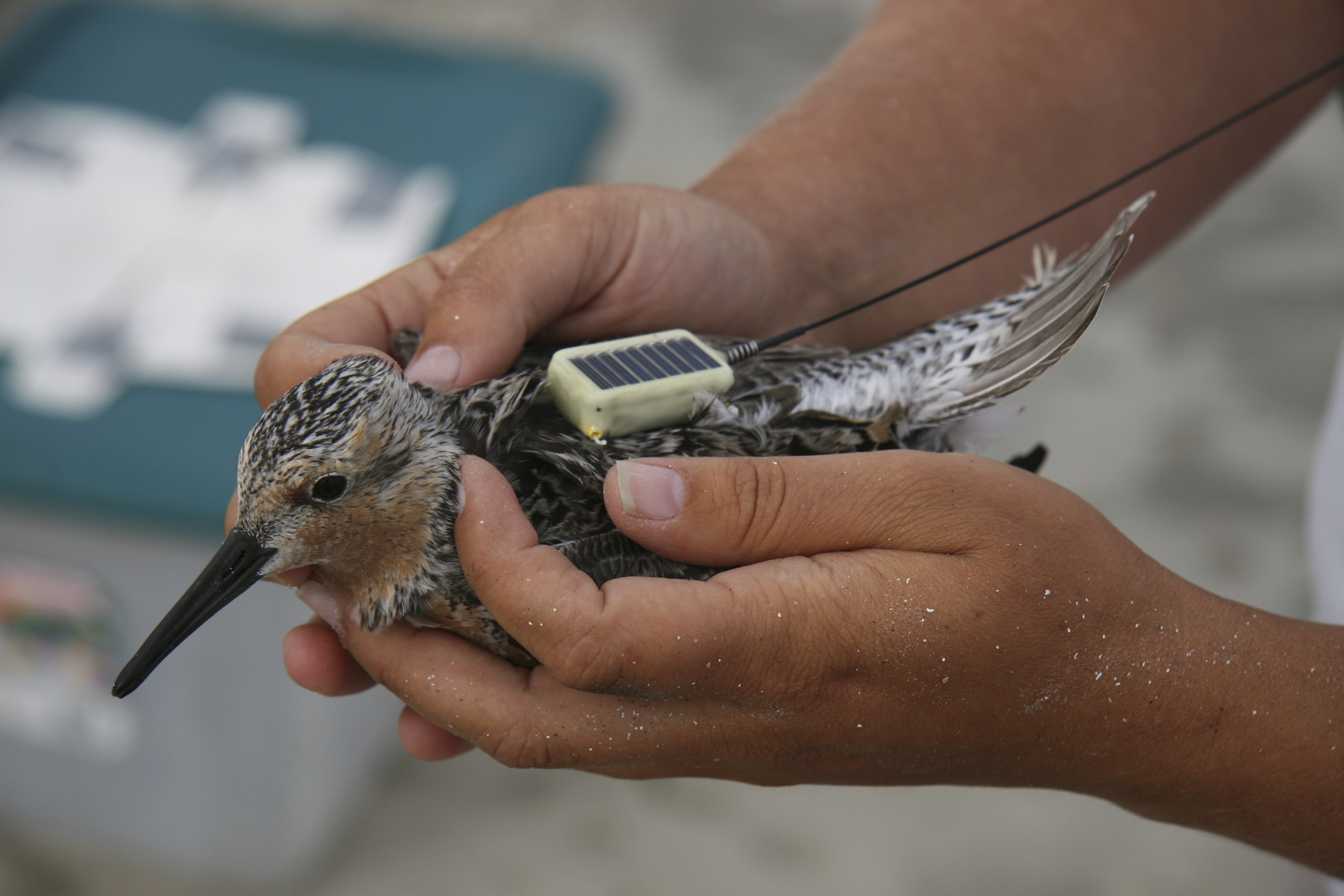 Migration — The Black Box of Neotropical Bird Conservation