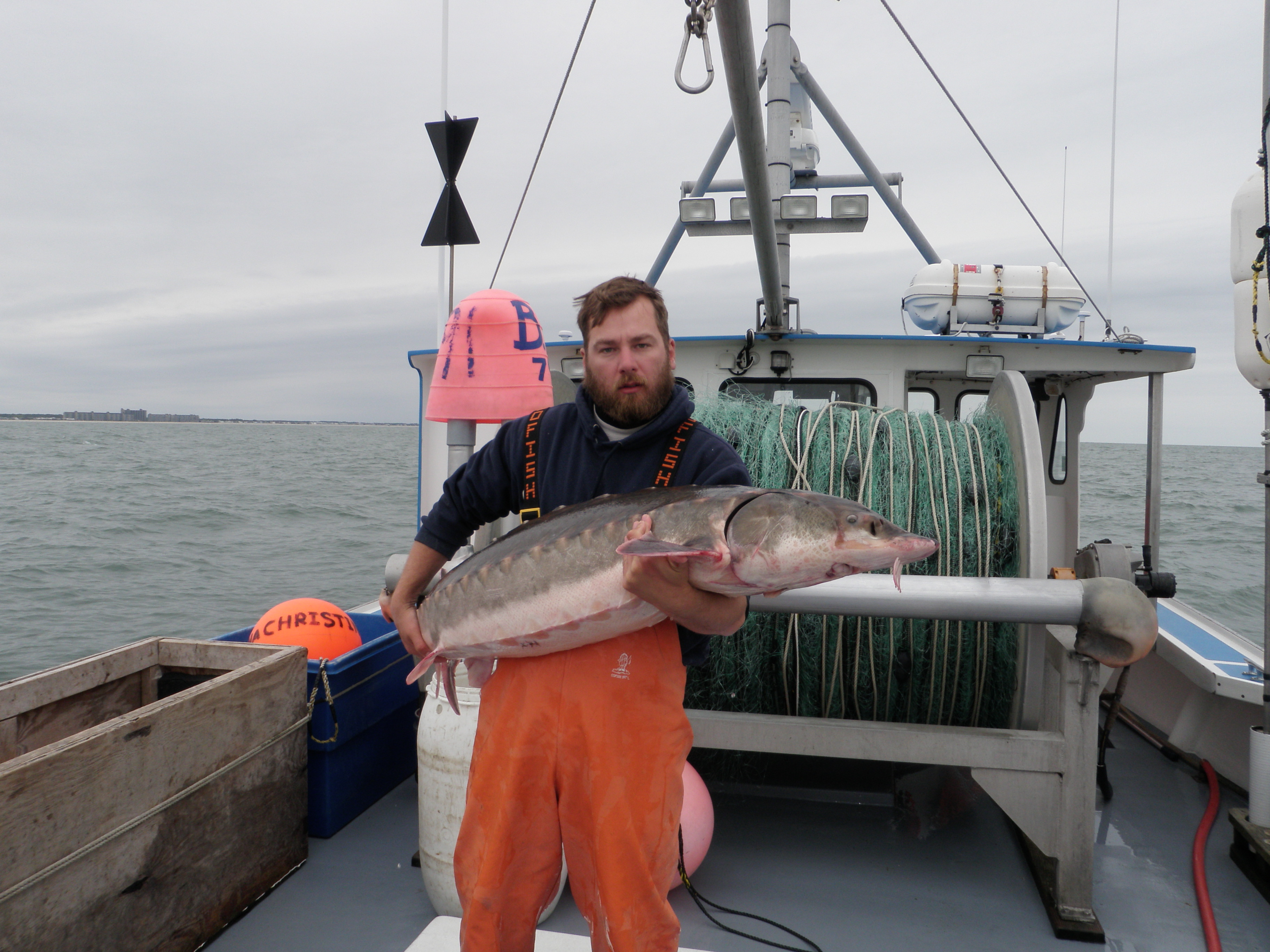 Restoring an Ancient Nursery for Atlantic Sturgeon - Cool Green Science