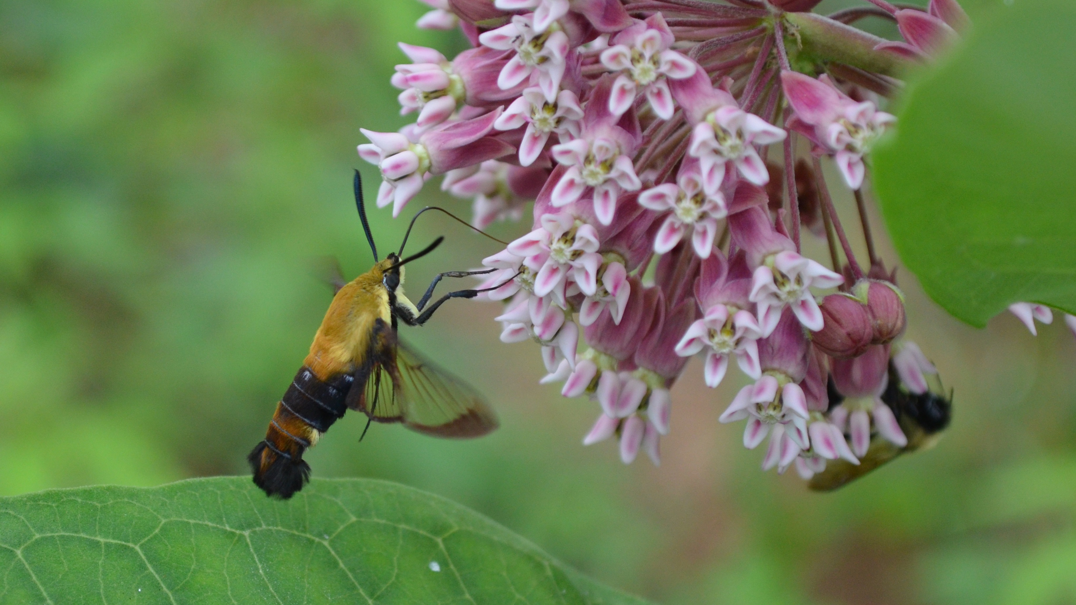 Camera Traps Chronicle Restoration Success at Davis Bend - Cool Green ...