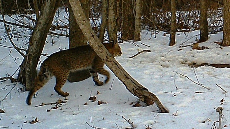Camera Traps Chronicle Restoration Success at Davis Bend - Cool Green ...