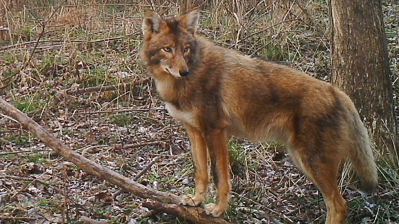 Camera Traps Chronicle Restoration Success at Davis Bend - Cool Green ...