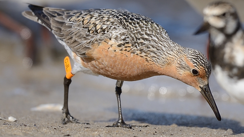 For Migratory Red Knots, It’s a Small World After All - Cool Green Science