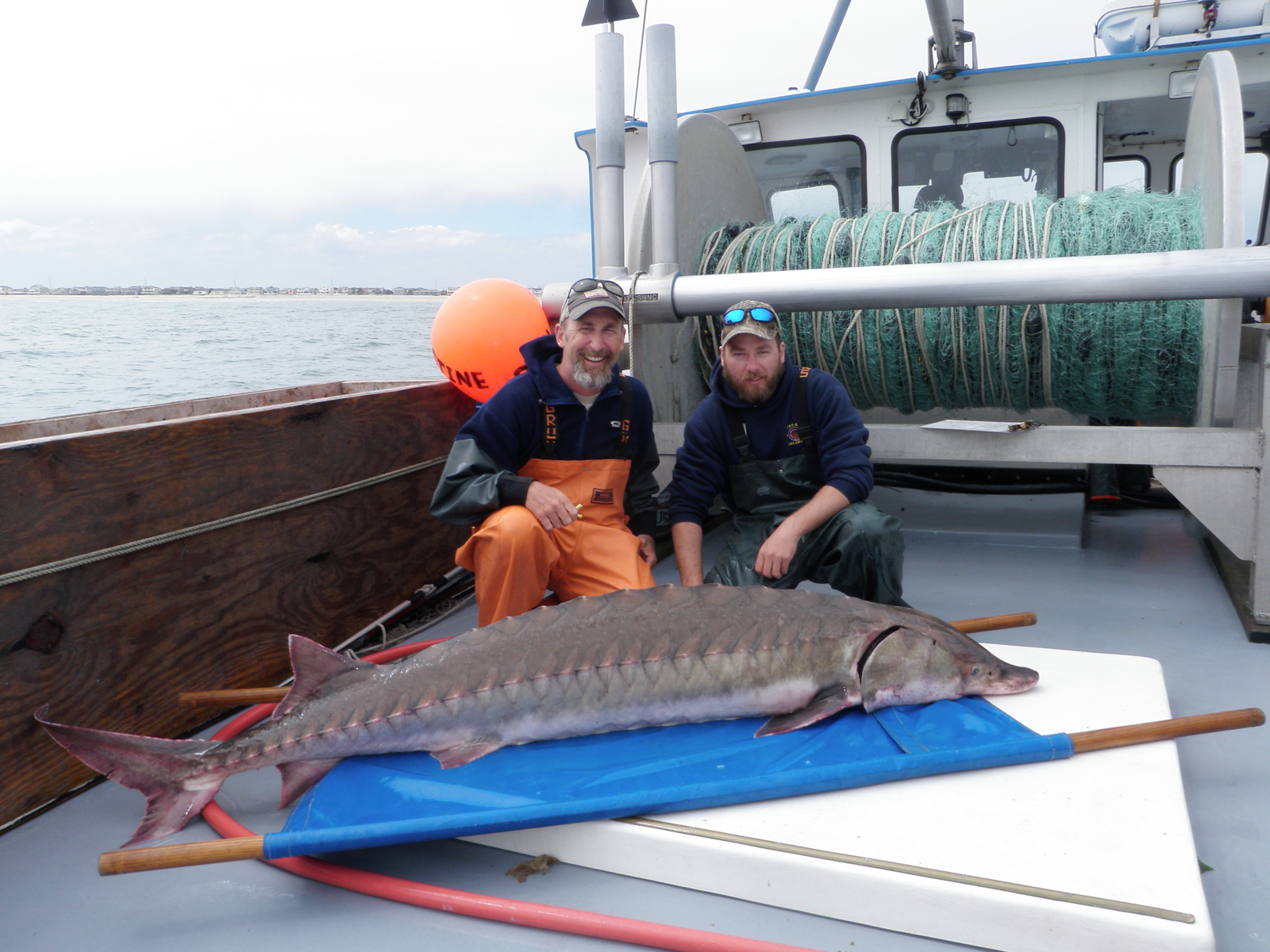 Restoring an Ancient Nursery for Atlantic Sturgeon - Cool Green Science
