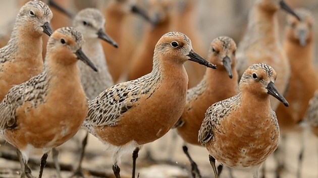 For Migratory Red Knots, It’s a Small World After All - Cool Green Science