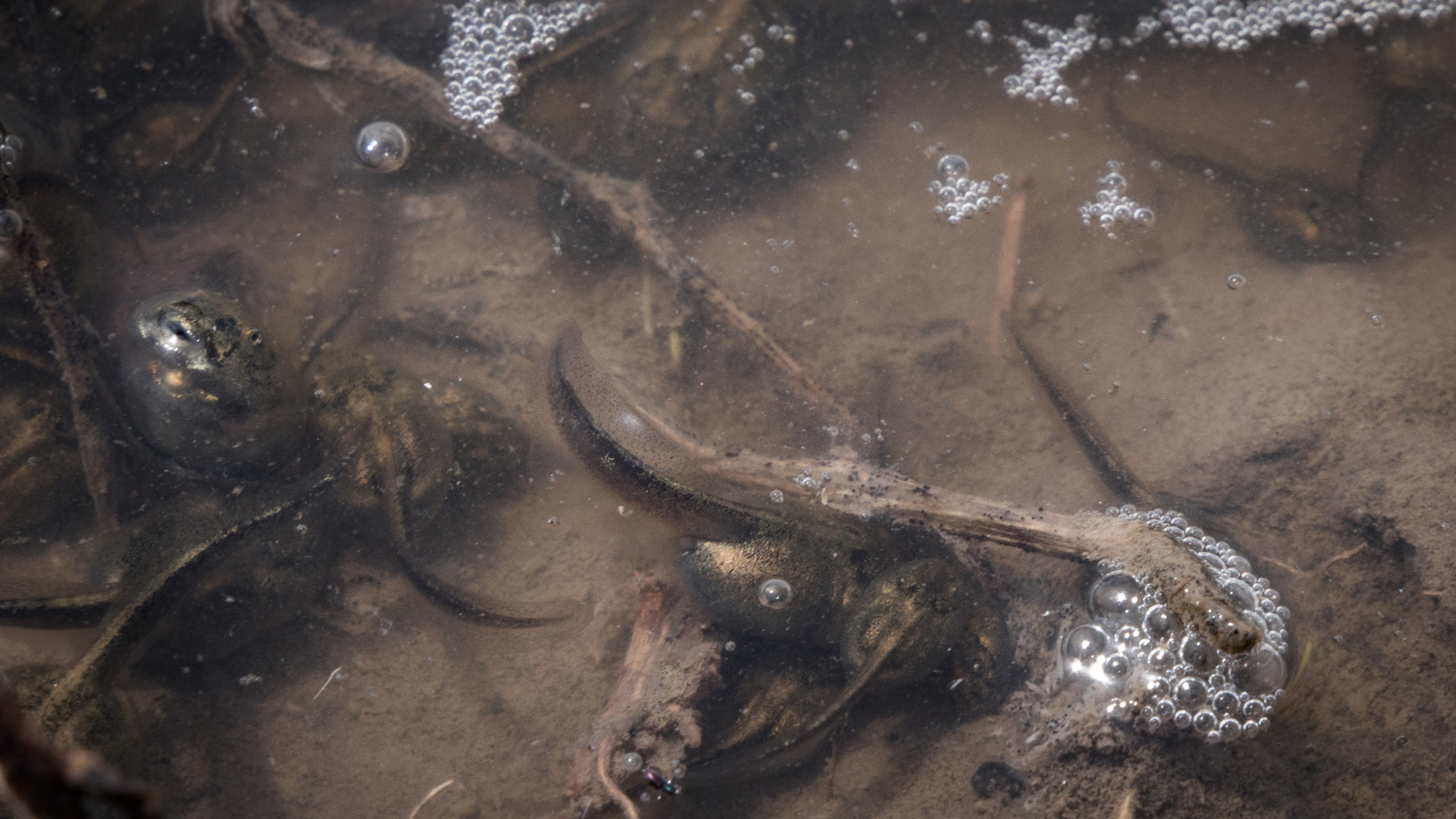 You Won’t Believe How This Desert Toad Survives Drought - Cool Green ...