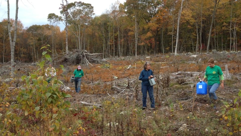 Recovery: Second Chance for Yankee Cottontails - Cool Green Science