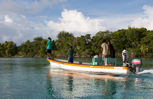 Welcome to the Sea Turtle Rodeo