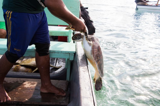 Welcome to the Sea Turtle Rodeo