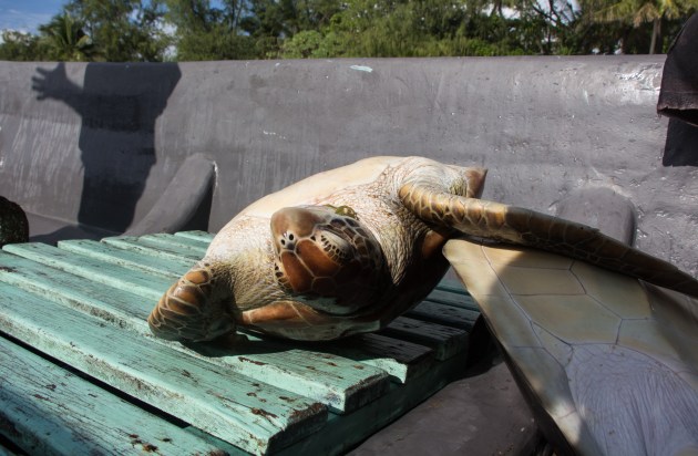 Welcome to the Sea Turtle Rodeo