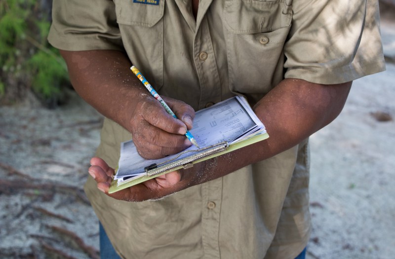Welcome to the Sea Turtle Rodeo