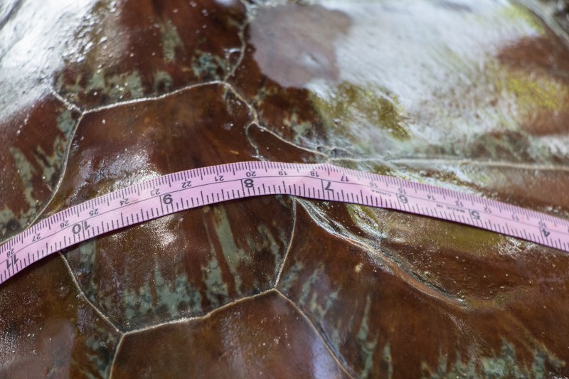 Welcome to the Sea Turtle Rodeo