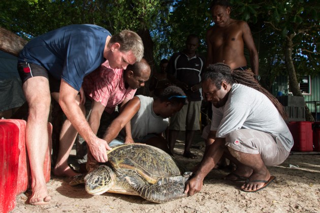 Welcome to the Sea Turtle Rodeo