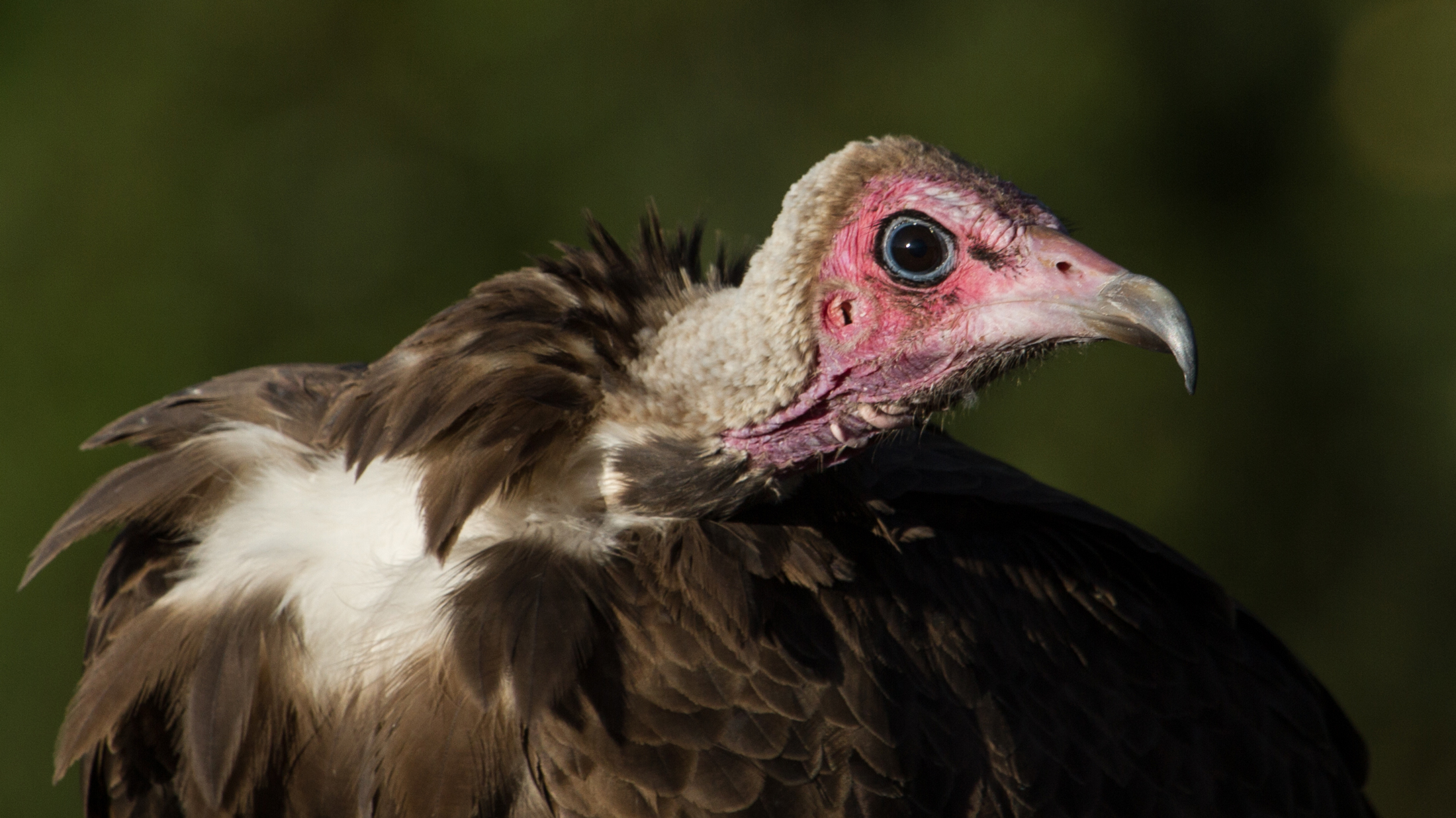 Poisoning Vultures Will Come Back to Bite Us - Cool Green Science