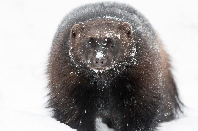 A Field Guide to Commonly Misidentified Mammals