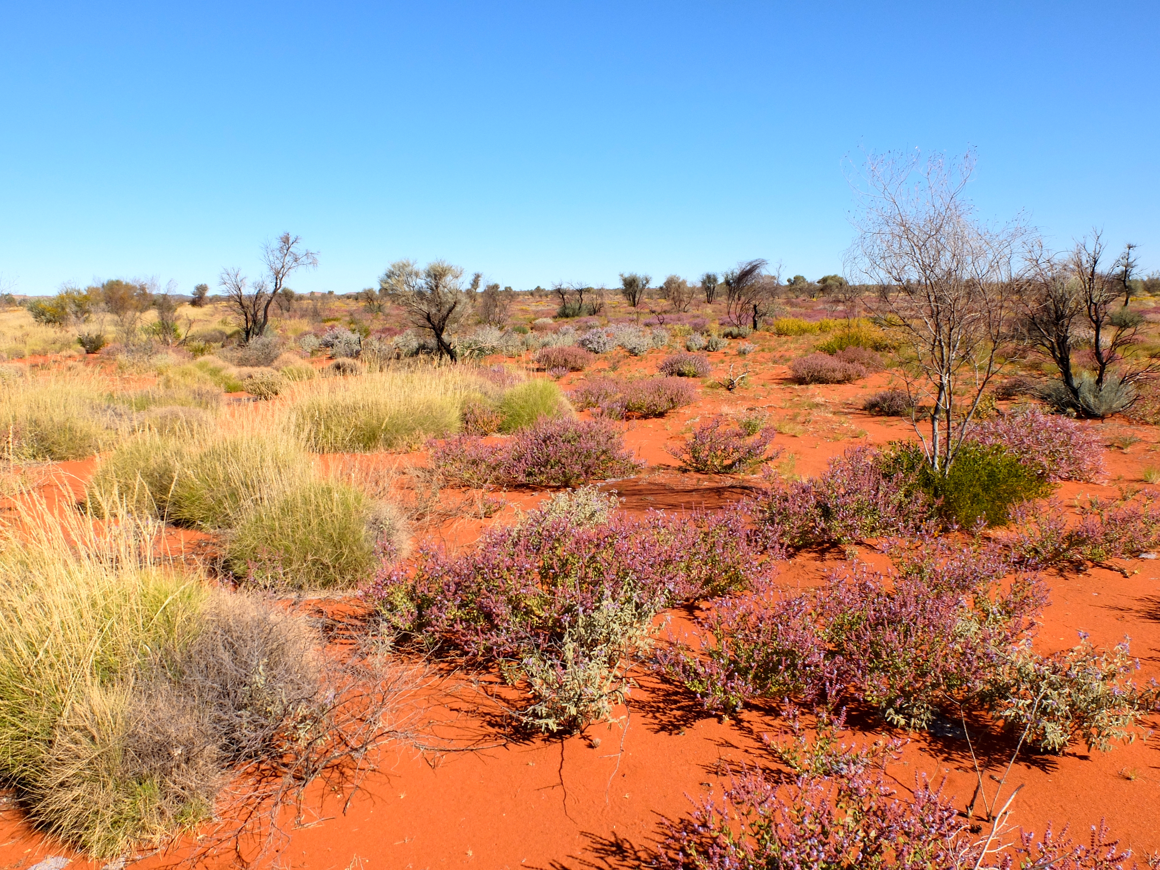 Traditional Knowledge Helps Monitor Threatened Bilbies