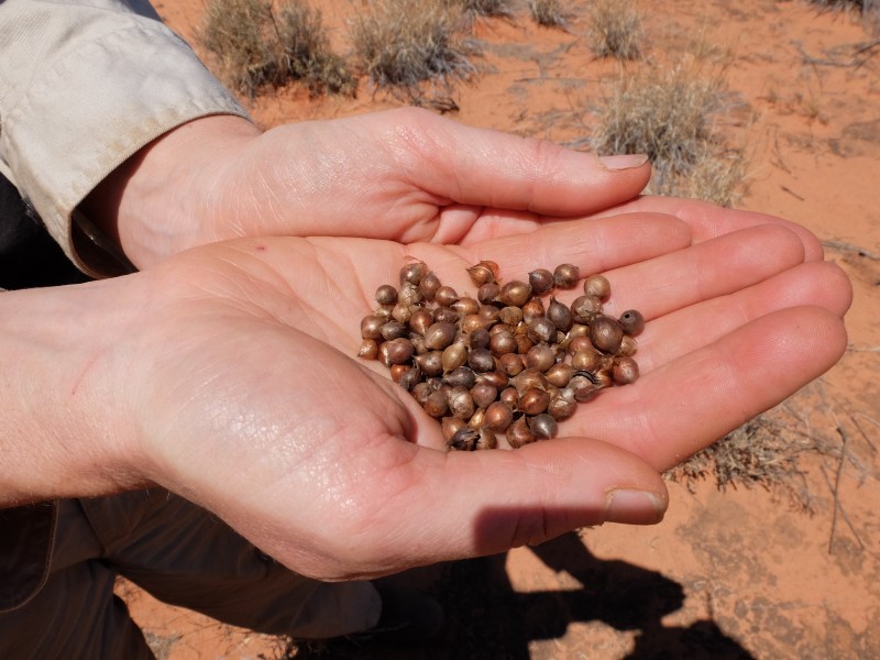 Traditional Knowledge Helps Monitor Threatened Bilbies