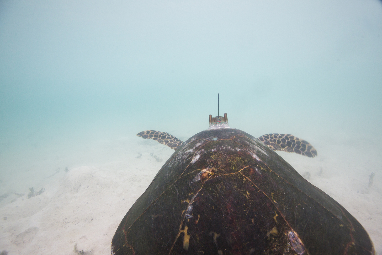 New Protections Provide Hope for the Arnavon Islands