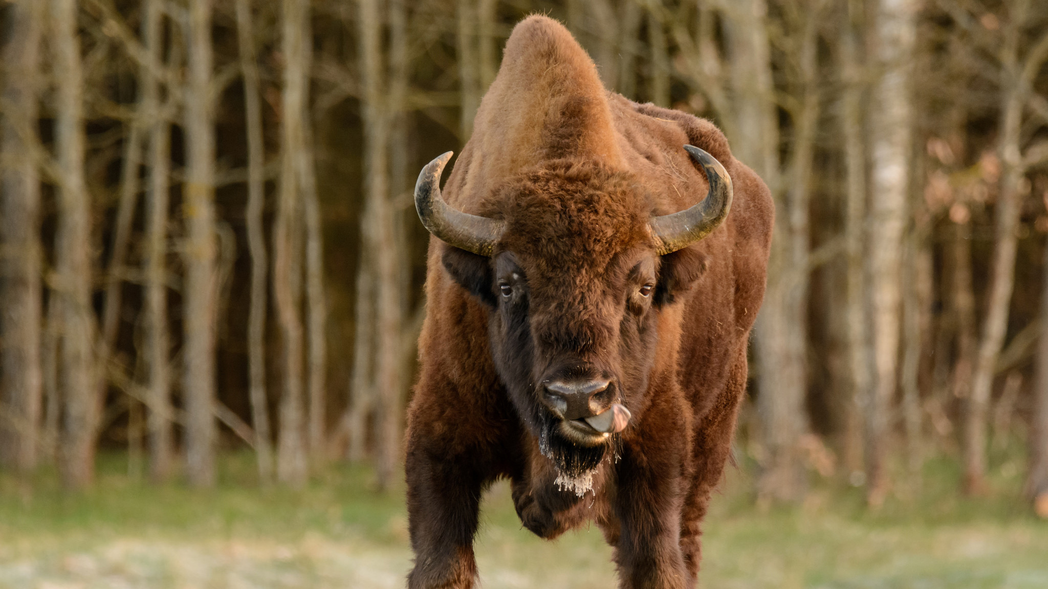 The Remarkable Story of How the Bison Returned to Europe