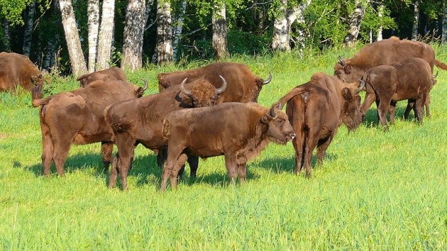 The Remarkable Story of How the Bison Returned to Europe