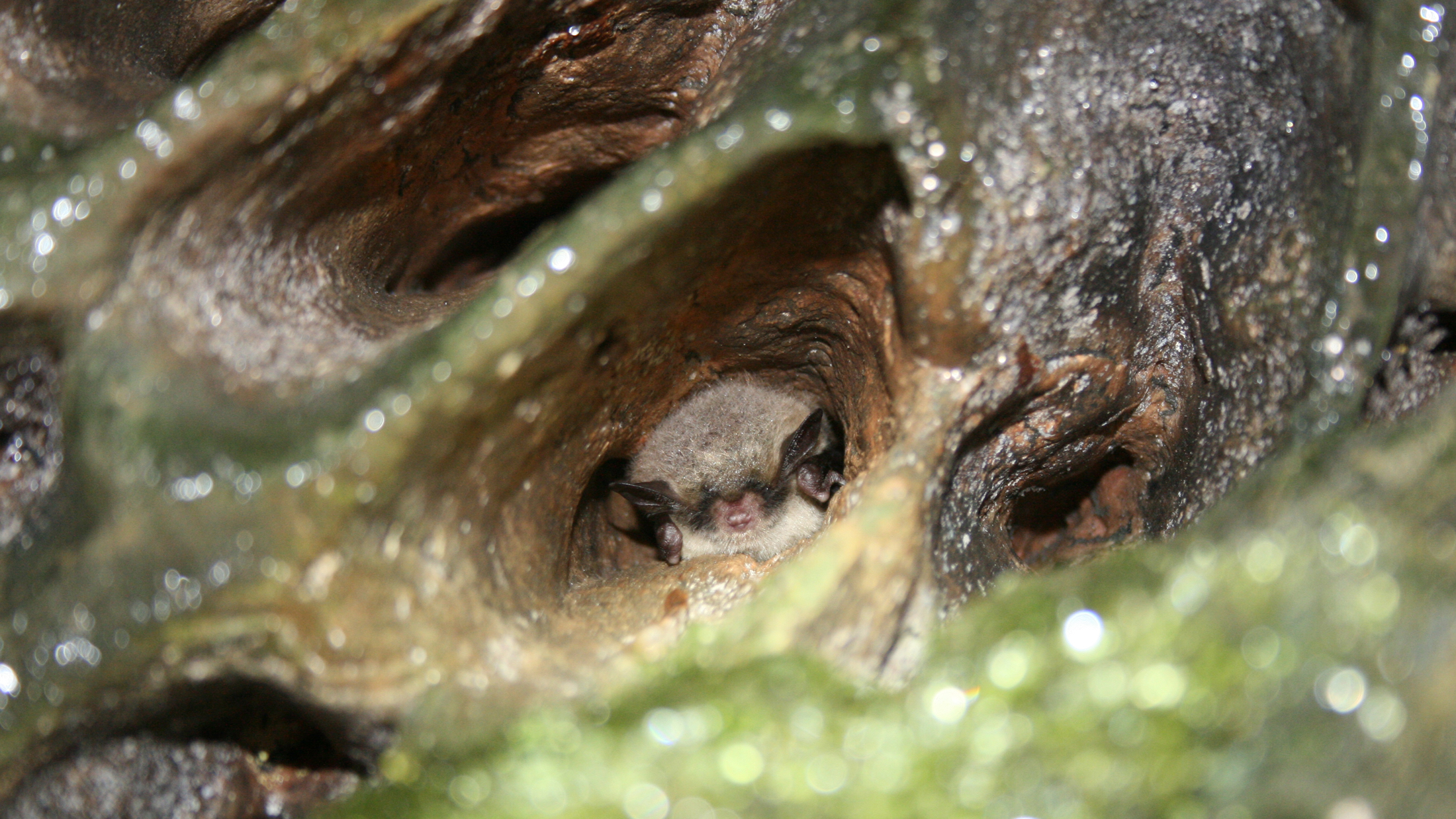 Threatened Bats Find a Slice of Paradise in New Jersey - Cool Green Science