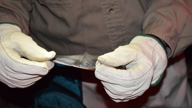 Threatened Bats Find a Slice of Paradise in New Jersey - Cool Green Science