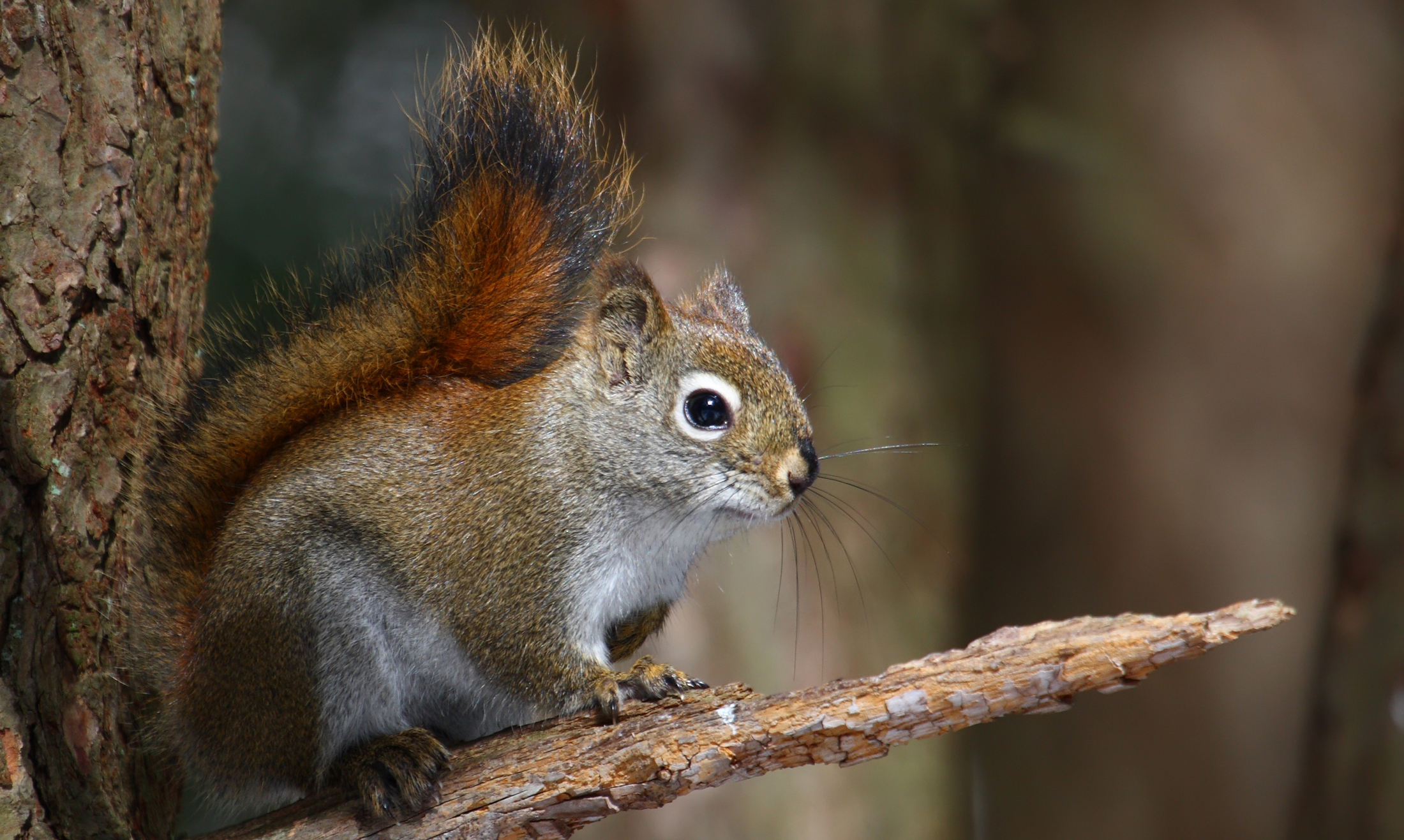 Can Pine Squirrels Change the Evolution of a Forest? - Cool Green Science