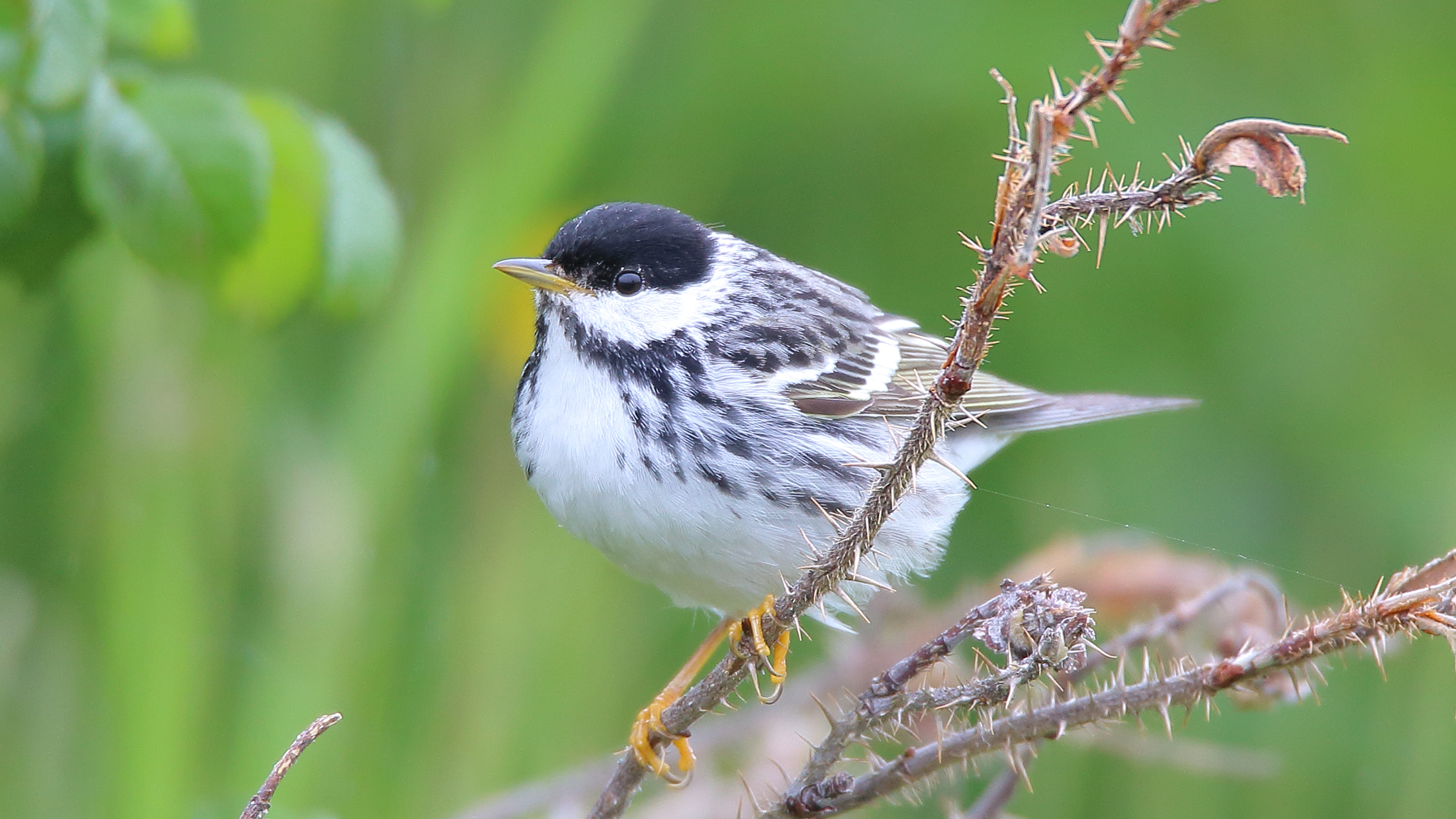 The Ocean Flyway: The Surprising Open Water Routes of Songbird ...