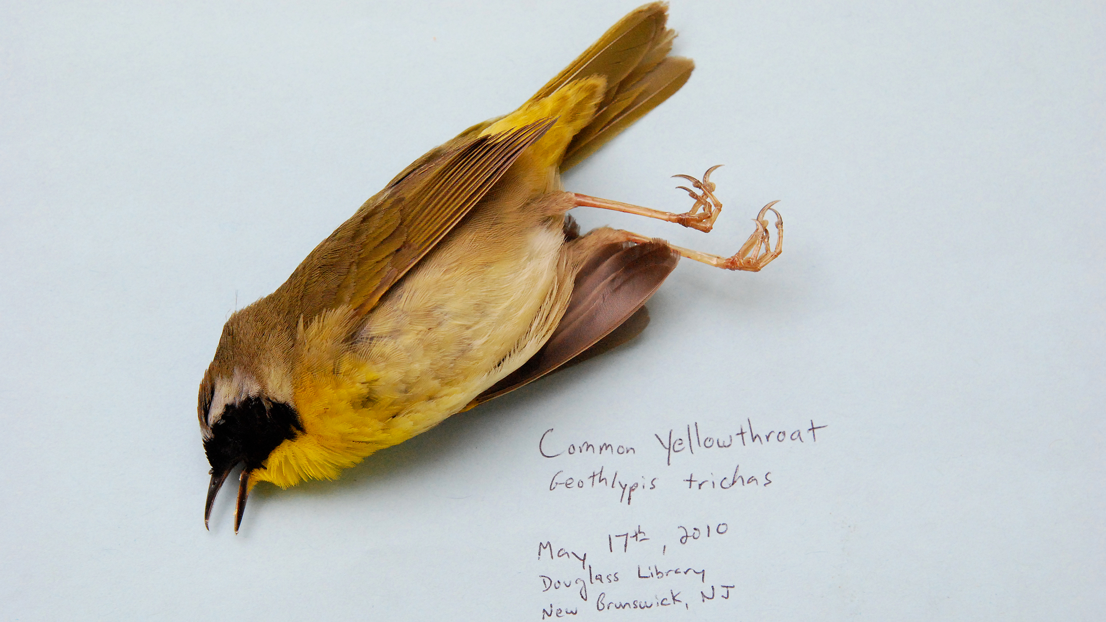 The Ocean Flyway: The Surprising Open Water Routes of Songbird ...