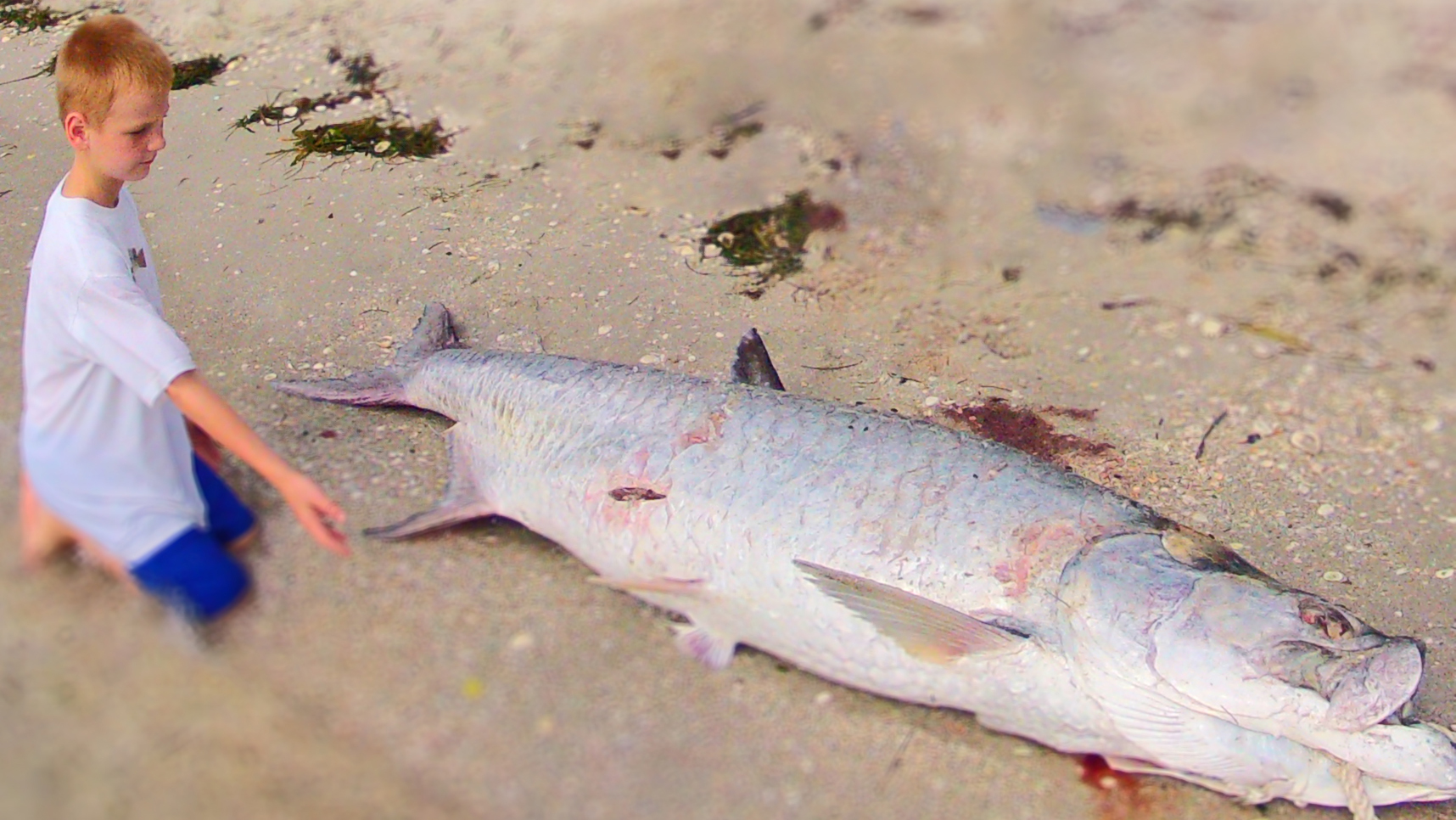 Recovery: Restoring Decency to Tarpon Tournaments - Cool Green Science