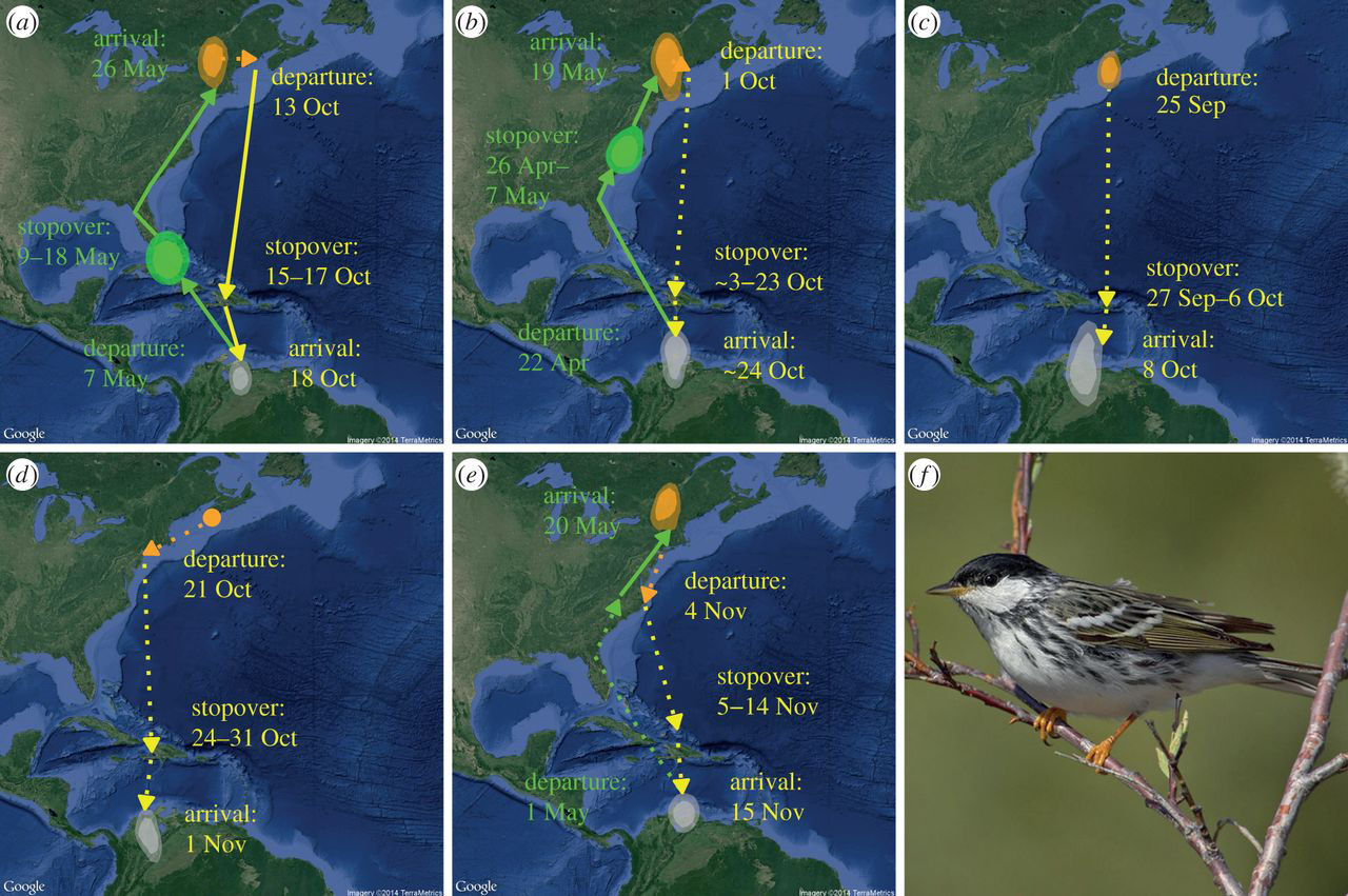 The Ocean Flyway: The Surprising Open Water Routes of Songbird ...