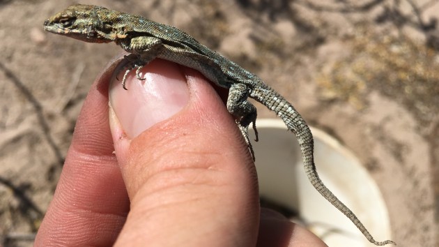 Recovery: Extricating Reptiles from the Pit of Despair