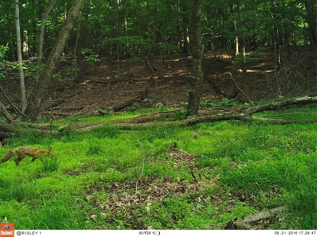 Camera Traps: Taking Care of Your Space in Nature - Cool Green Science