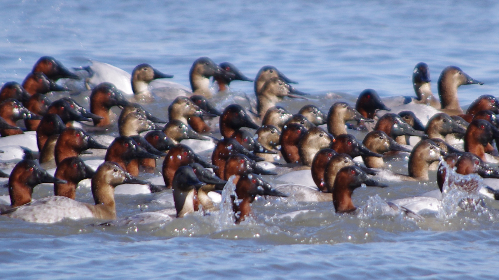 Epic Duck: The Story of the Canvasback - Cool Green Science