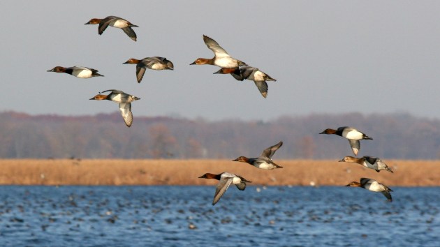 Epic Duck: The Story of the Canvasback - Cool Green Science