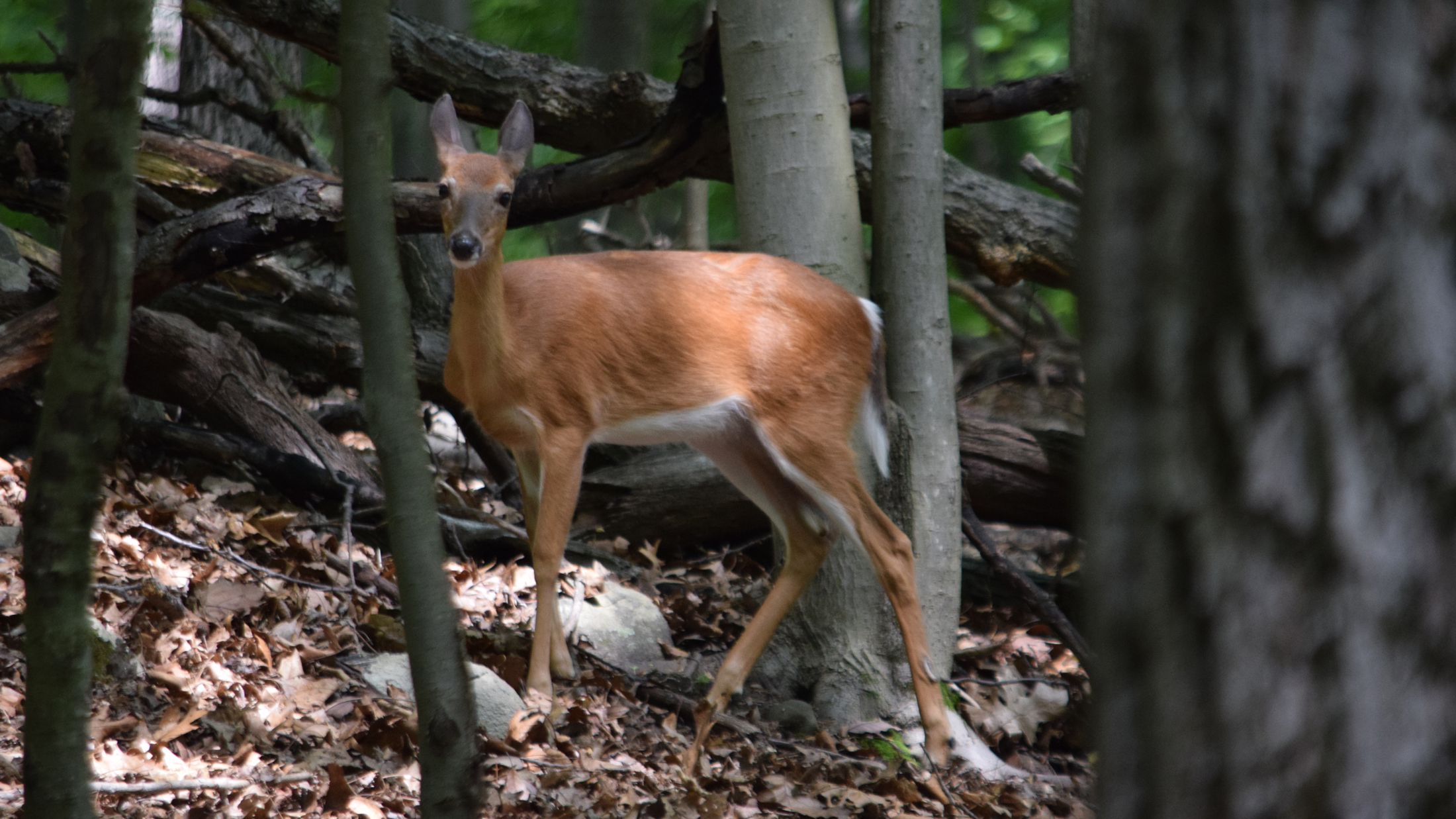 Camera Traps: Taking Care of Your Space in Nature - Cool Green Science
