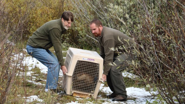 Restoring Beavers by Plane and Automobile - Cool Green Science
