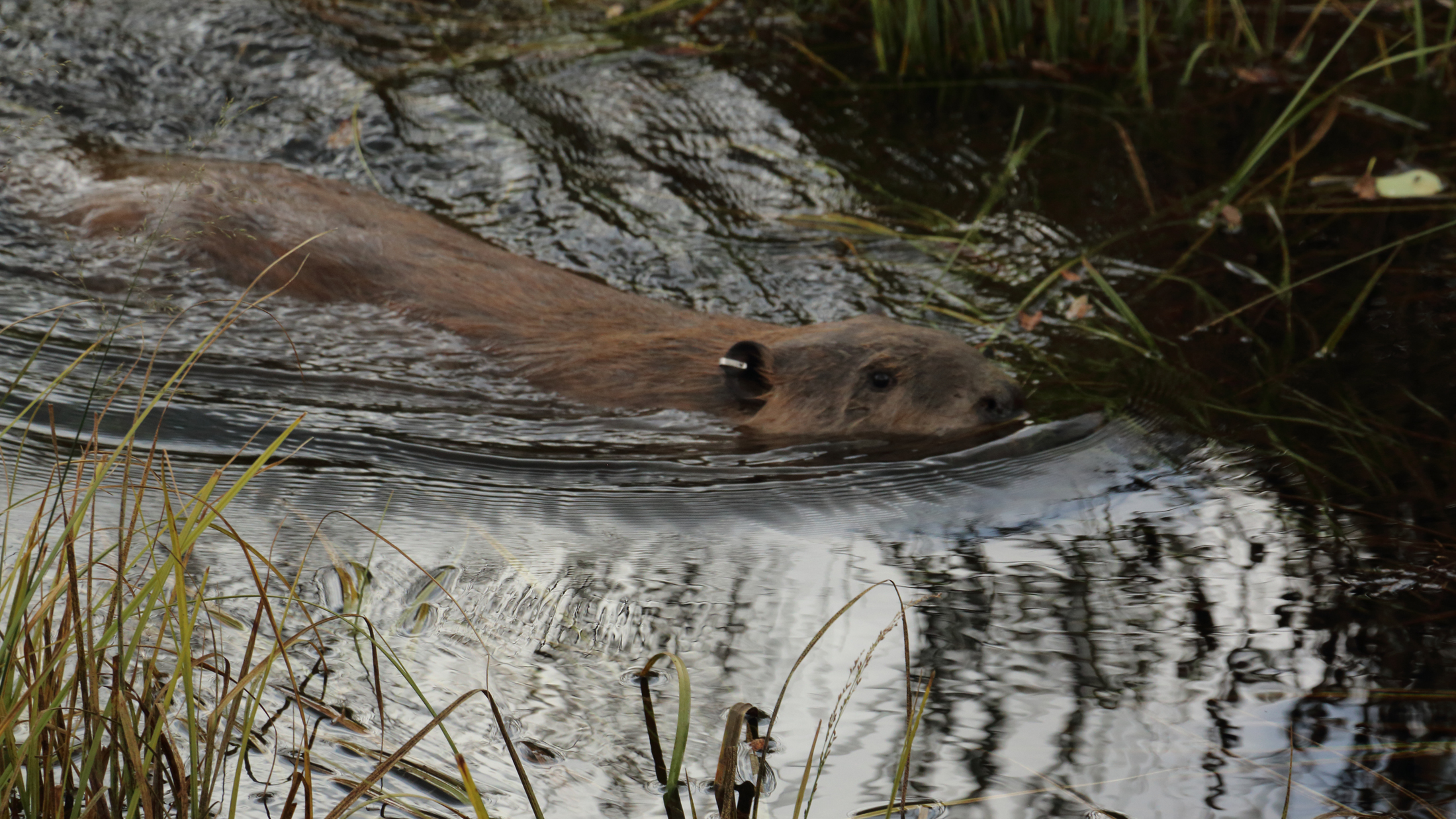 Restoring Beavers by Plane and Automobile - Cool Green Science
